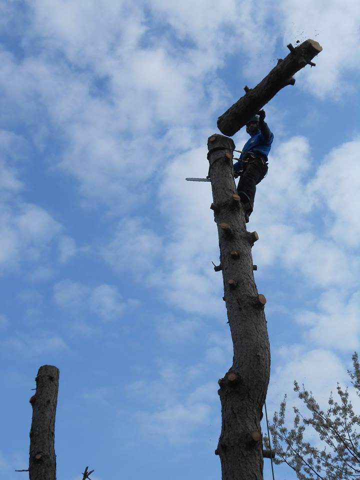 Élagage et Abattage des arbres | Soliverdi Espace VERT