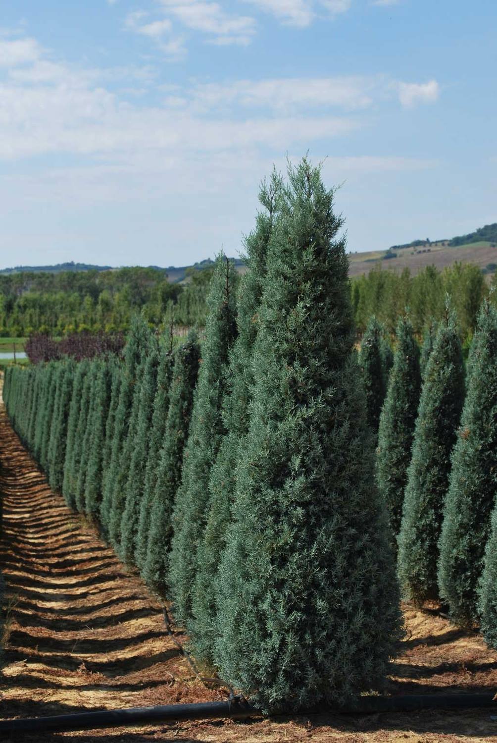 Une fusée végétale !! - Soliverdi - Espace Vert